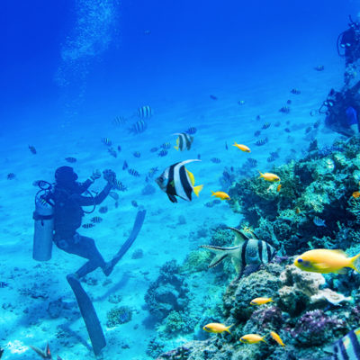 Go Diving – Tenggol Coral Beach Resort