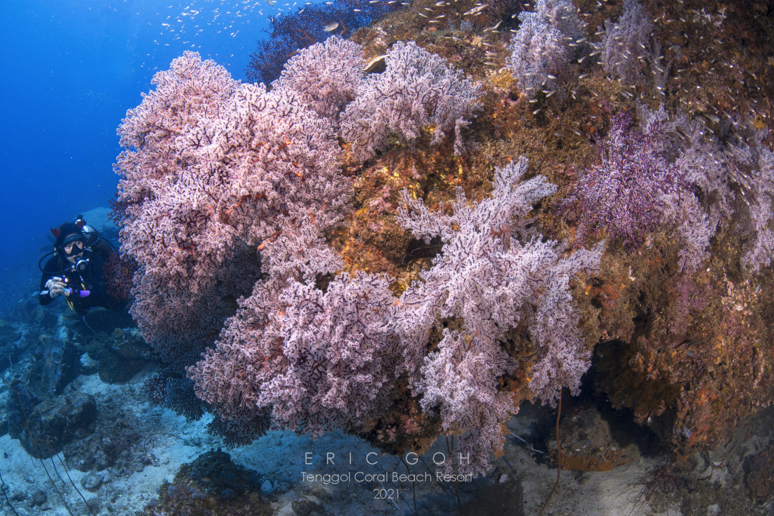 Go Diving – Tenggol Coral Beach Resort
